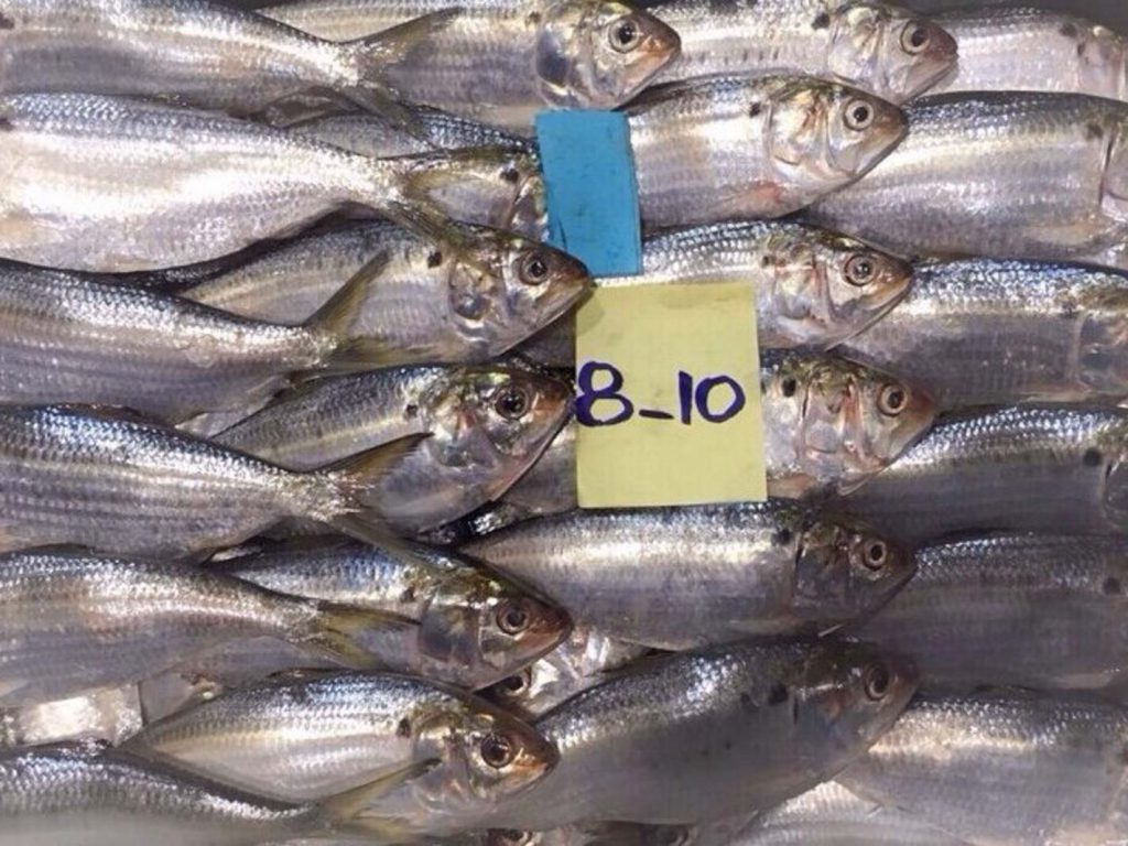 Bait – VietoceanSeafood