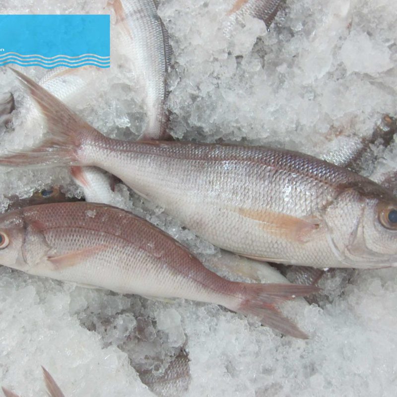 Frozen Snapper whole fish/whole cleaned – VietoceanSeafood