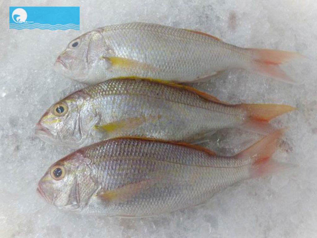 Frozen Snapper whole fish/whole cleaned – VietoceanSeafood