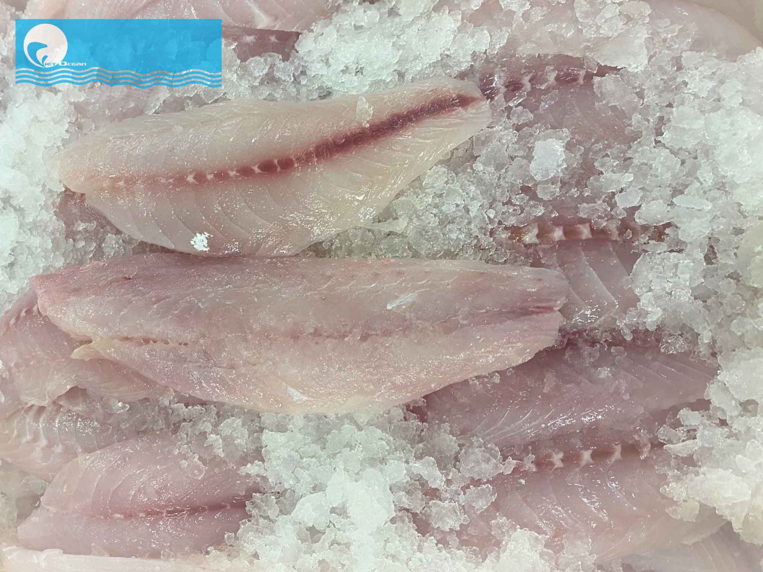 Frozen Snapper fillet skinless, boneless – VietoceanSeafood