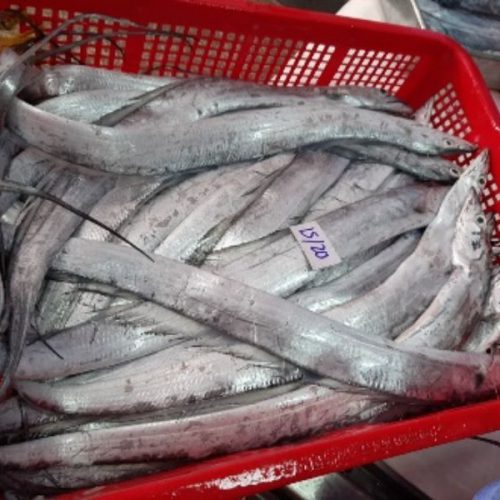 Frozen Ribbon fish for bait – VietoceanSeafood