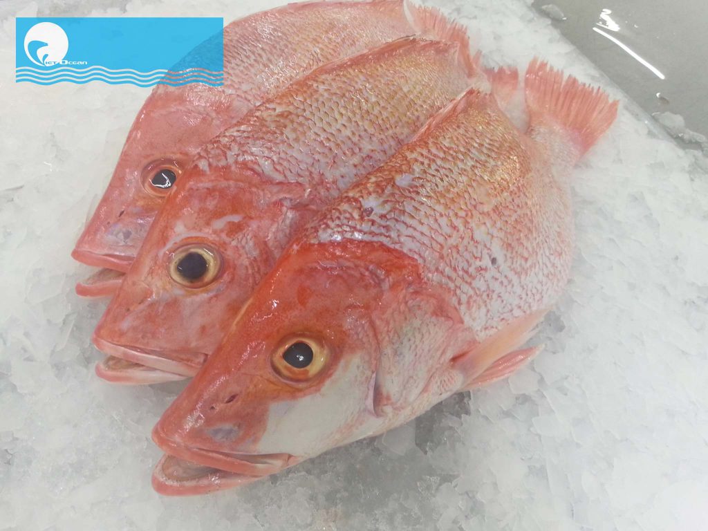 Frozen Snapper whole fish/whole cleaned – VietoceanSeafood