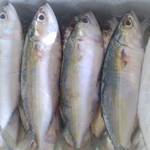 Mackerel – VietoceanSeafood