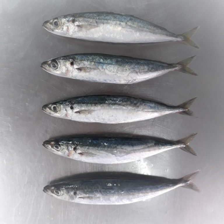 Frozen Round scad whole fish – VietoceanSeafood